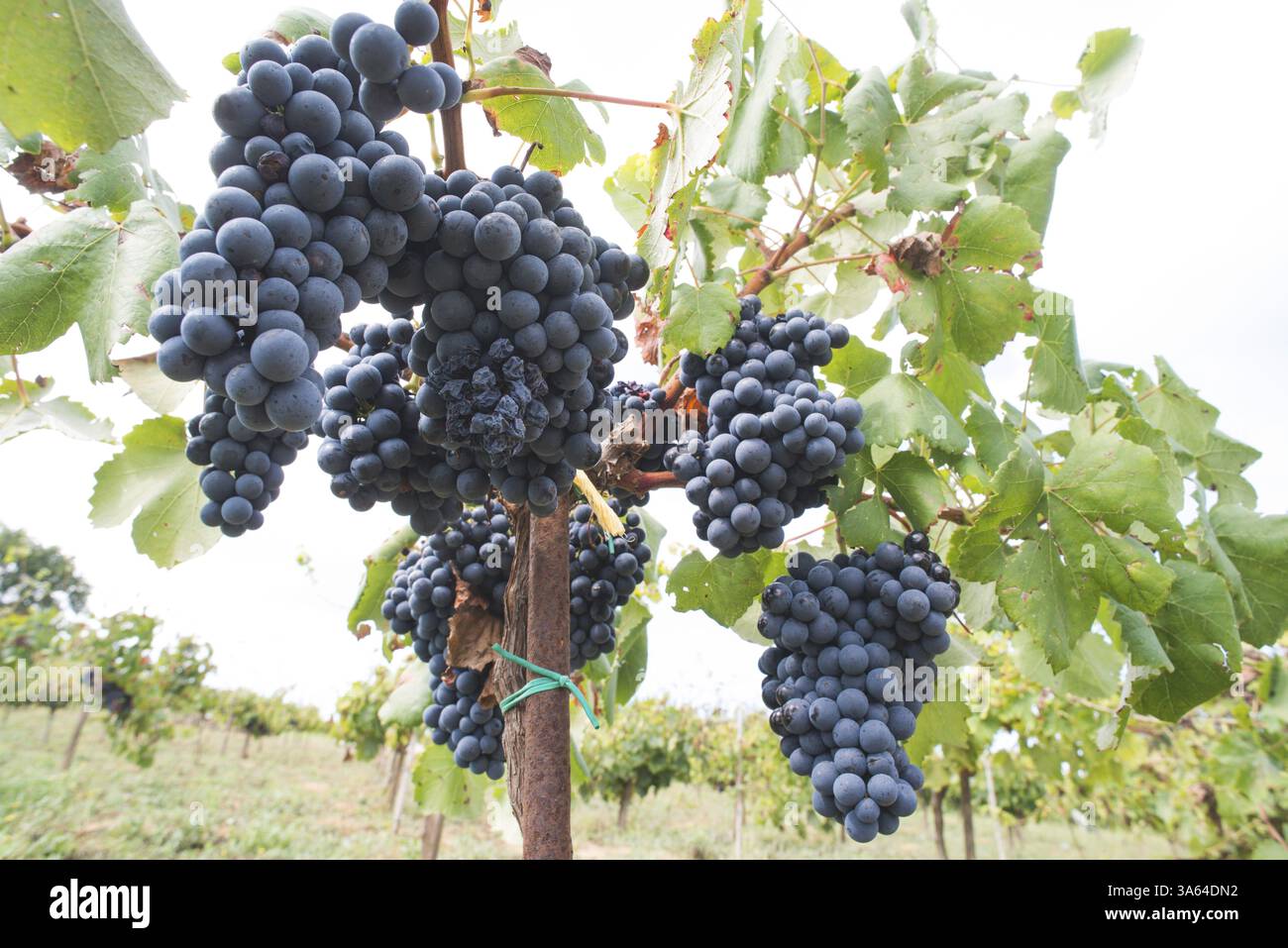Grapes branches hi-res stock photography and images - Alamy