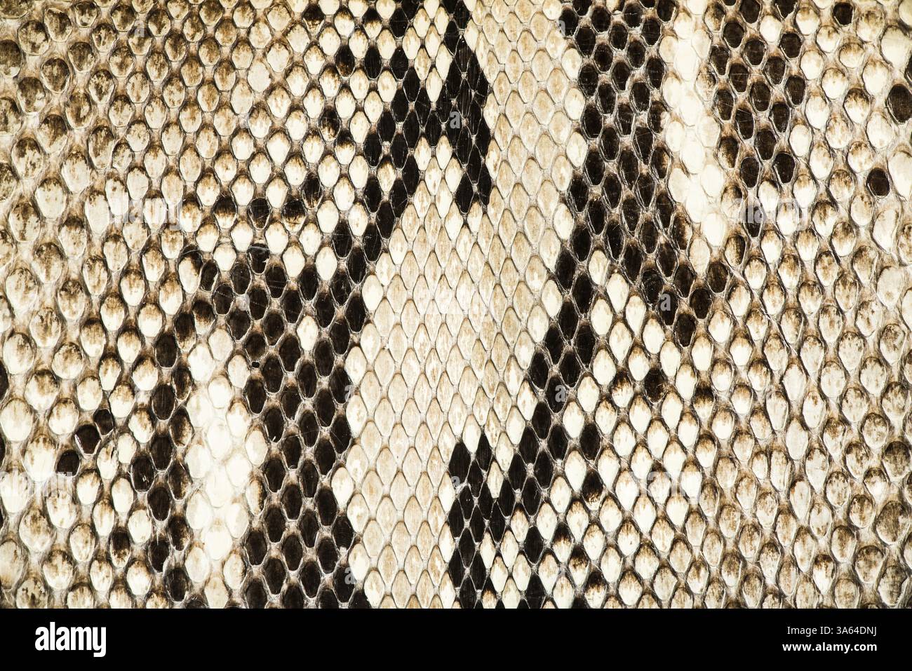 Texture of genuine snakeskin. Close up real leather texture Stock Photo ...