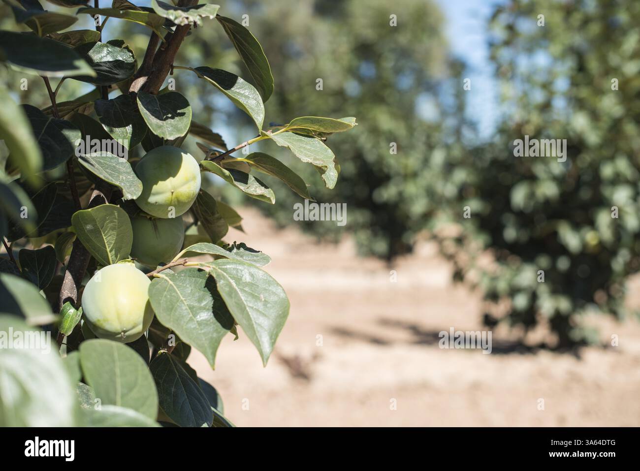 Persimmon trees. Green unripe fruits Stock Photo - Alamy