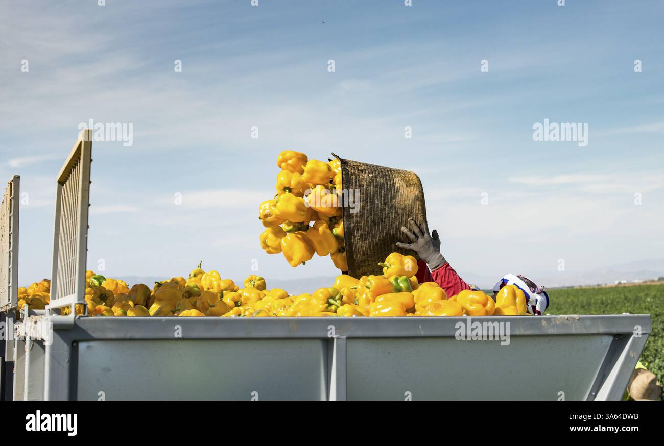 People picking peppers on agriculture field Stock Photo - Alamy