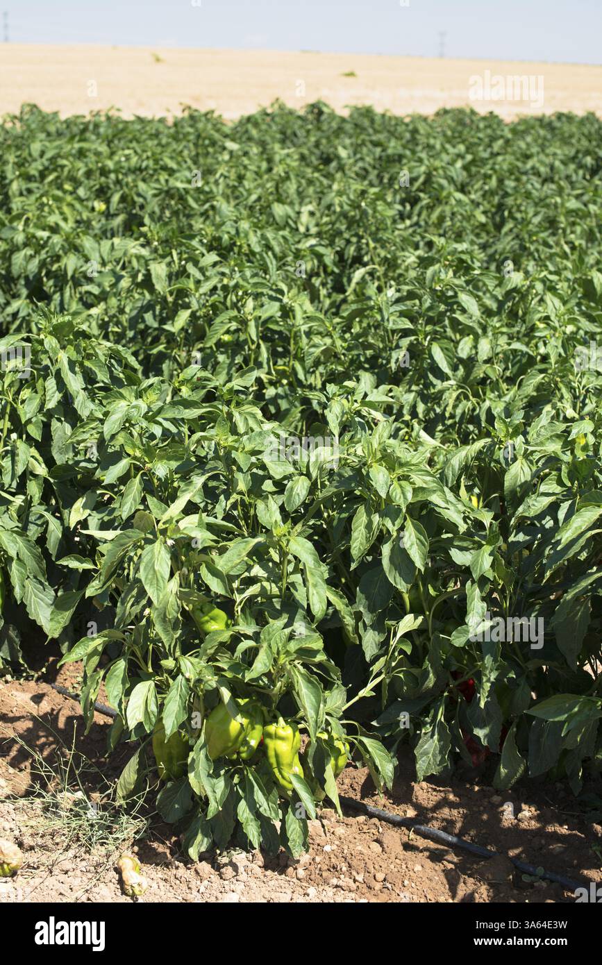 Growing peppers in the field. Close up peppers Stock Photo - Alamy