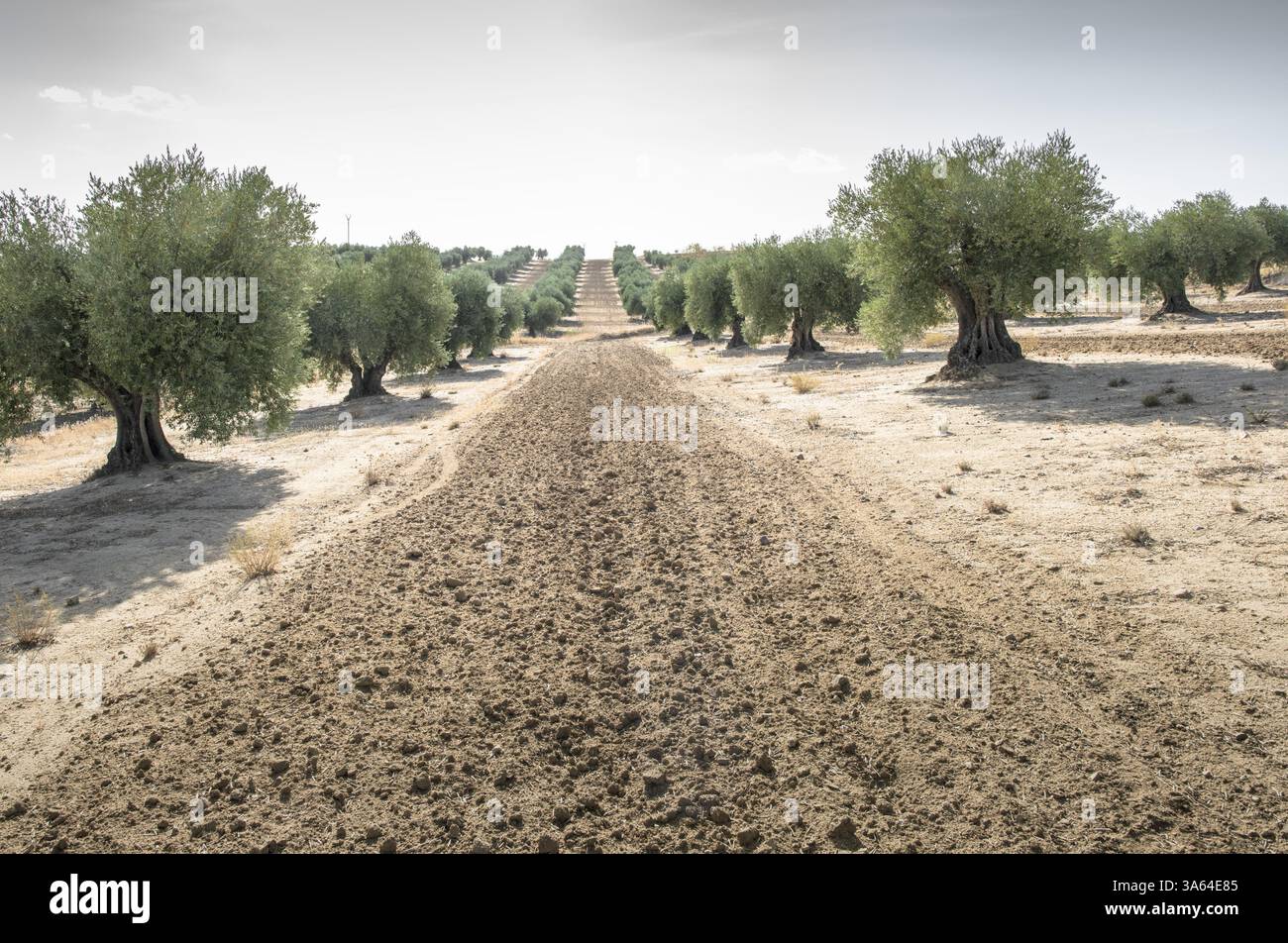 Olive farm. Olive trees in row and blue sky Stock Photo - Alamy