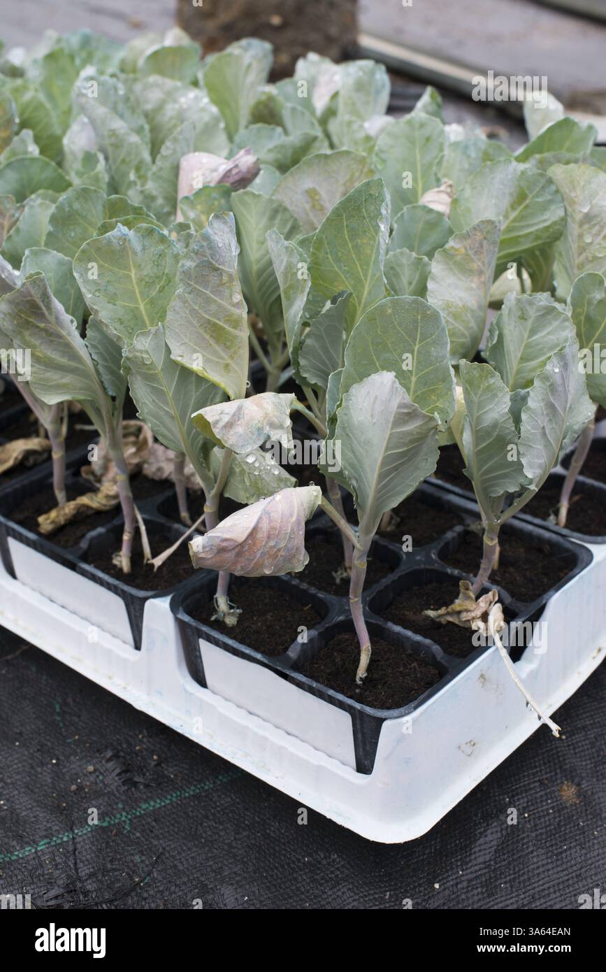Cabbage seedlings in pots Stock Photo - Alamy