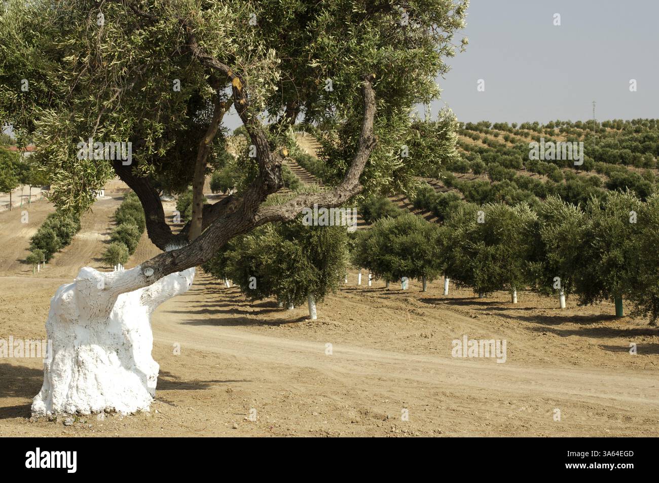 Olive trees in plantation. Rows of trees Stock Photo - Alamy