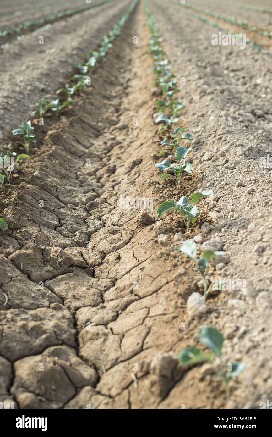 Small planted cabbage in row. Young plants Stock Photo - Alamy