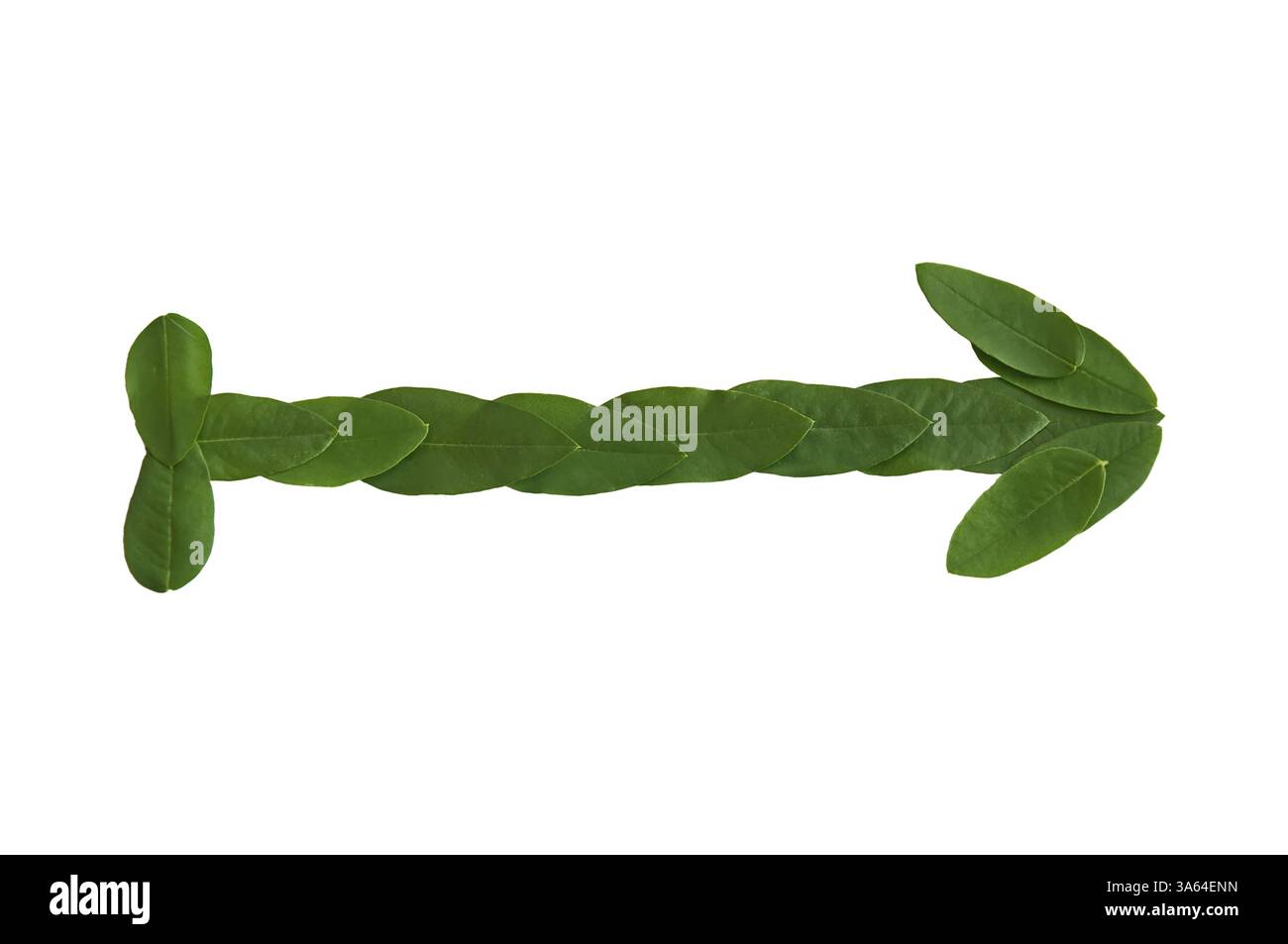Natural leaf arrow. Leaf made. Isolated on white Stock Photo - Alamy
