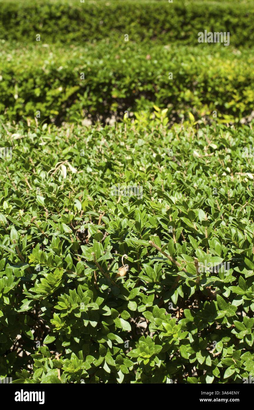 Green background of garden shrubs Stock Photo - Alamy