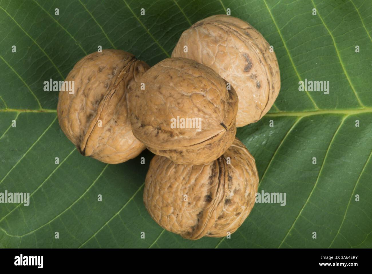 Walnuts out of their shells hi-res stock photography and images - Alamy