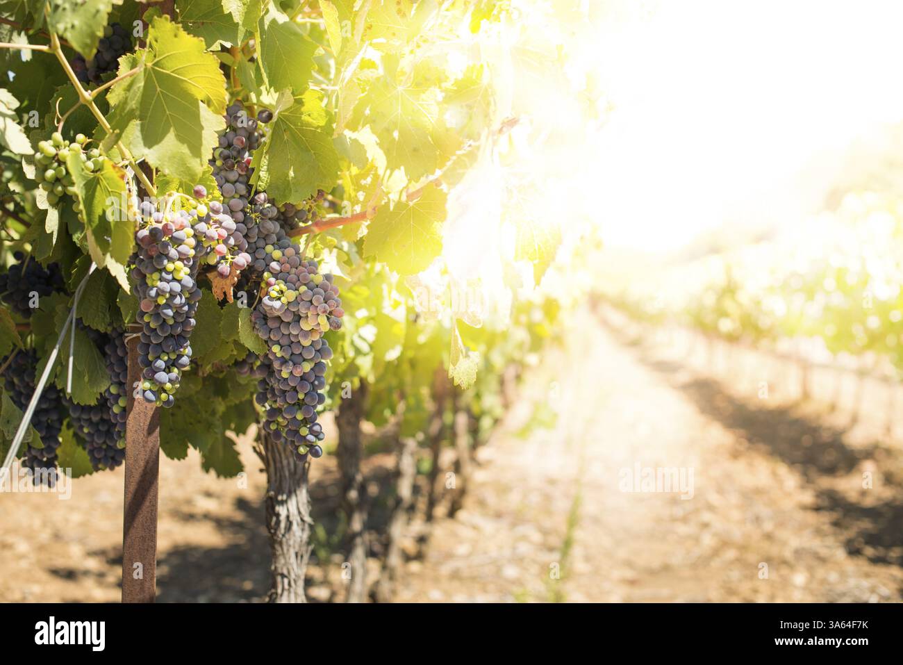 Vineyards on sunset. Yellow red sun rays. Backlight sun Stock Photo - Alamy
