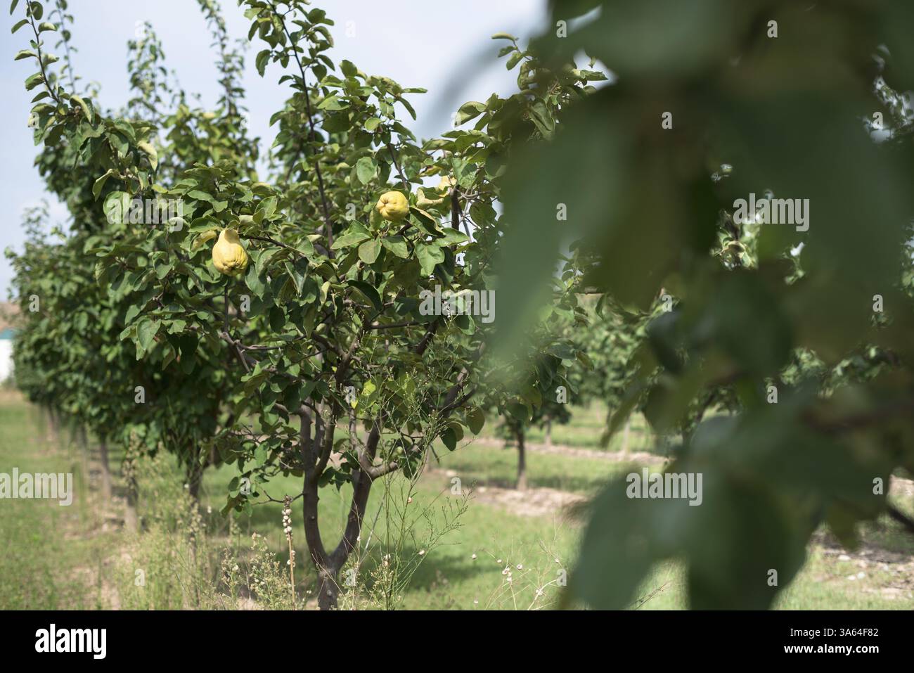 Quince orchard trees hi-res stock photography and images - Alamy