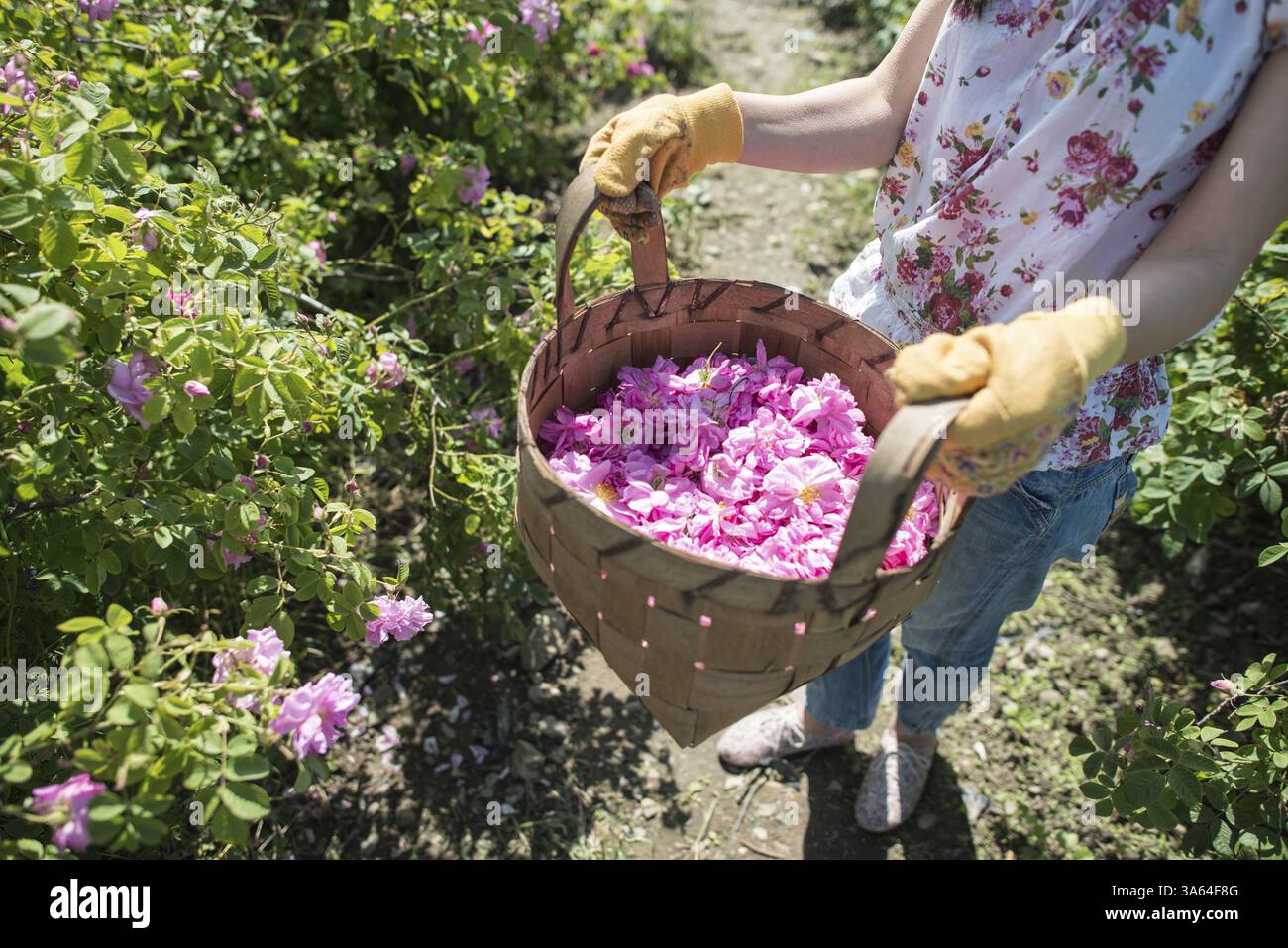 Woman picking color of oilseed roses. Harvest roses Stock Photo - Alamy