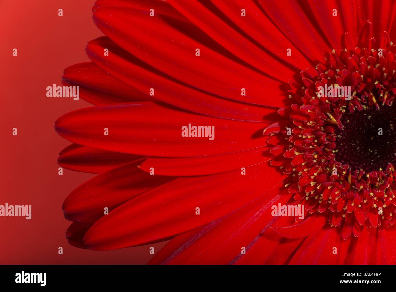 Bloom gerbera hi-res stock photography and images - Alamy