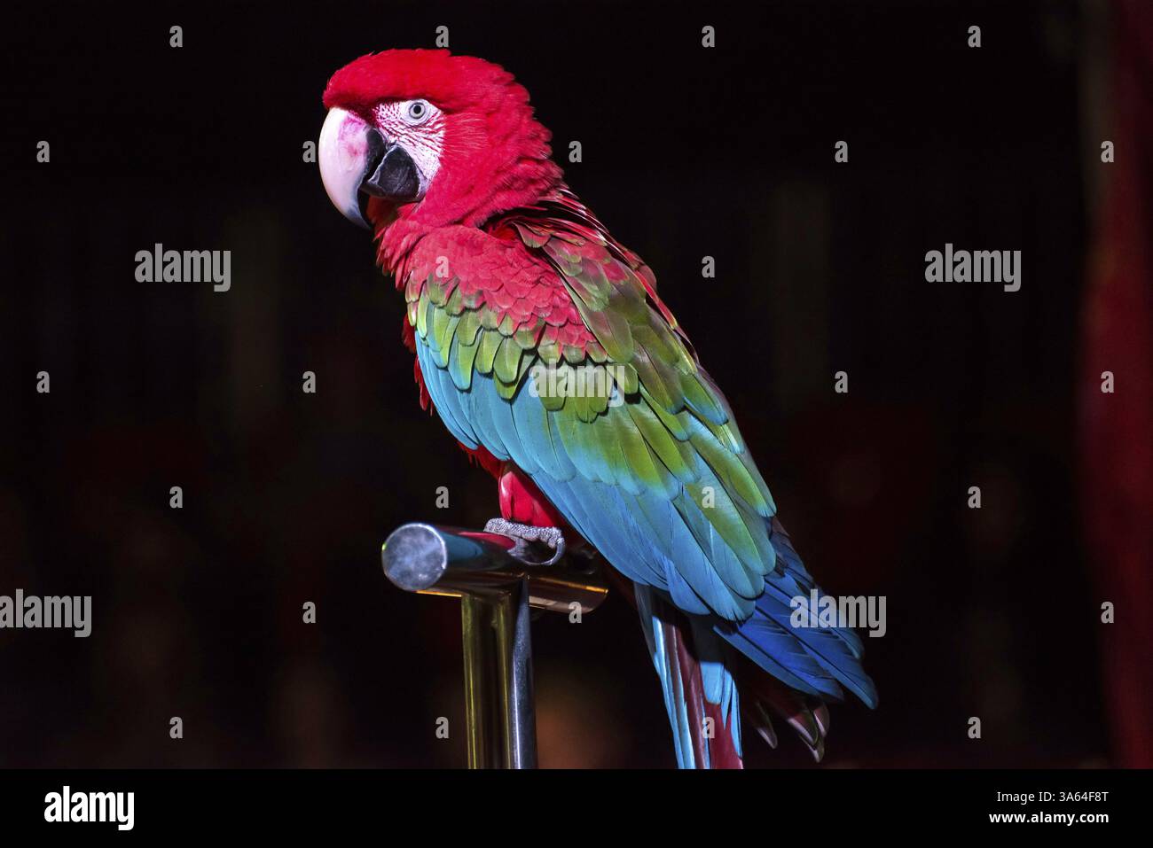 Blue parrot in the circus Stock Photo - Alamy