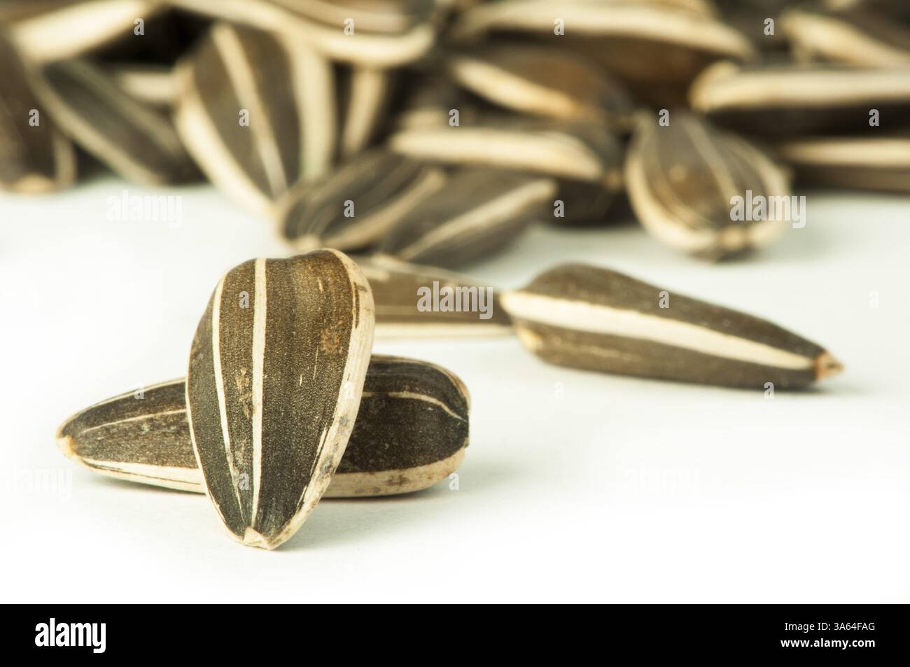 Raw sunflower seeds close up in shells white isolated Stock Photo - Alamy