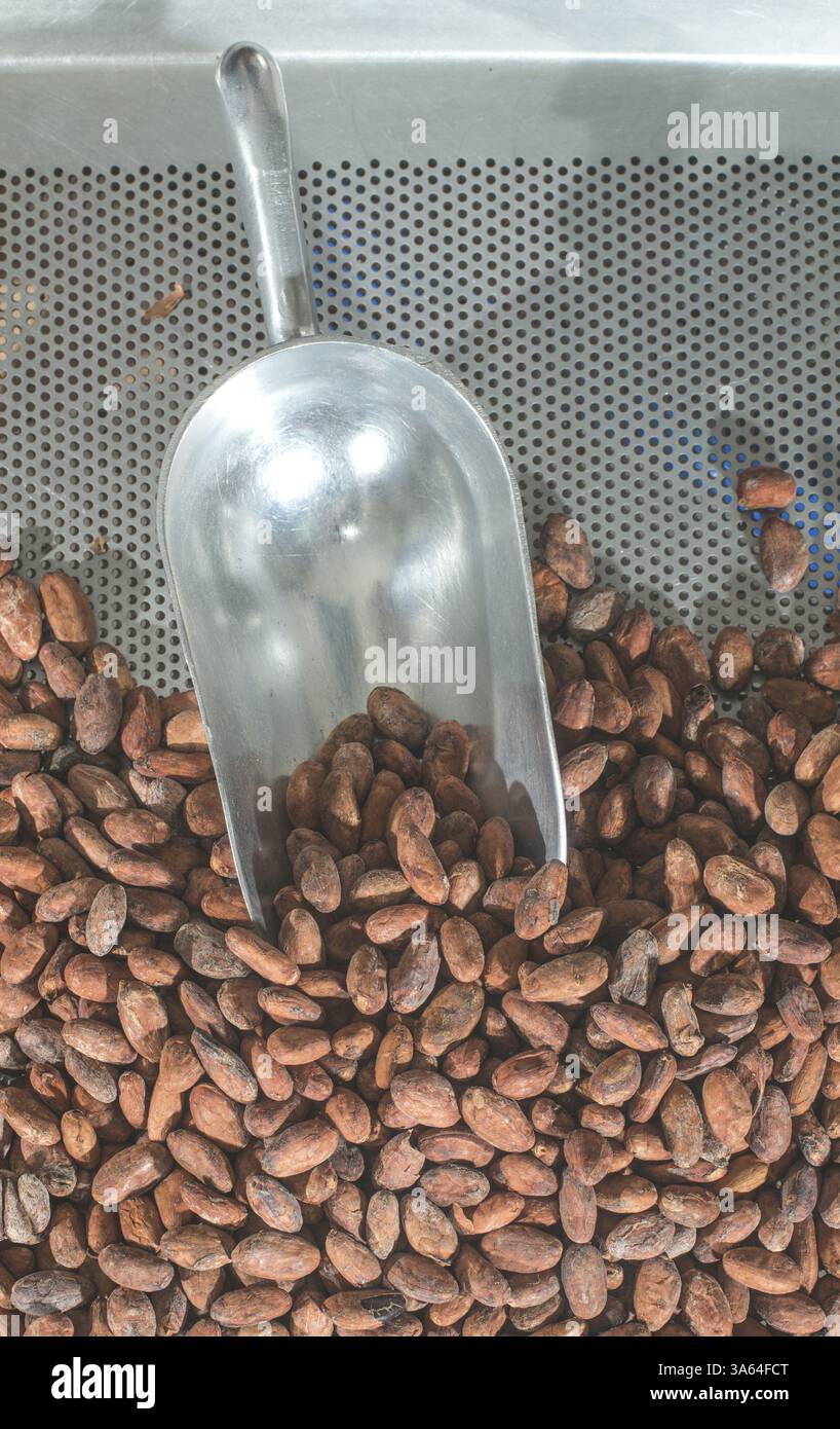 Cocoa bean cut out hi-res stock photography and images - Alamy