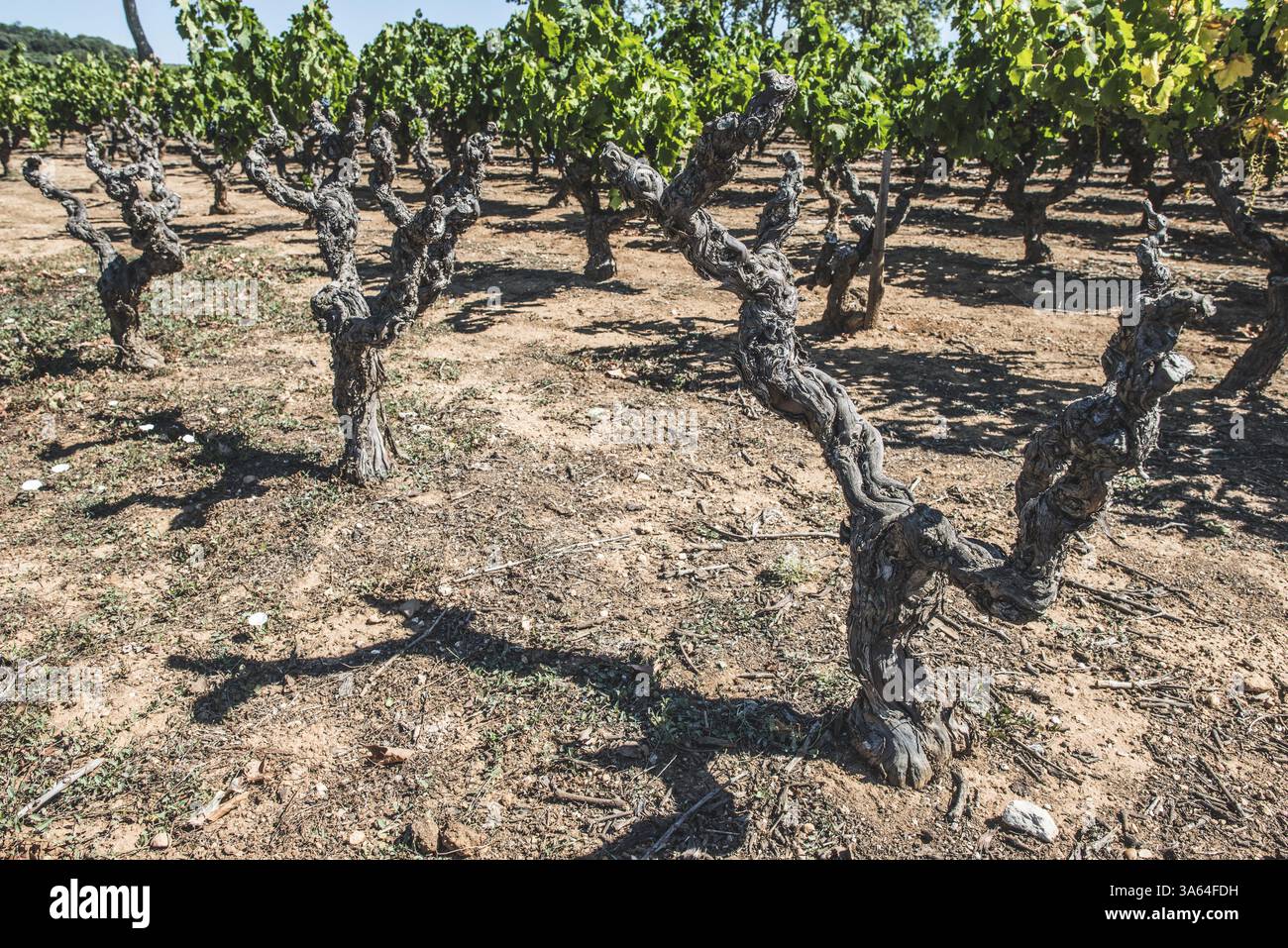 Withered red grapes. Vineyards Stock Photo - Alamy