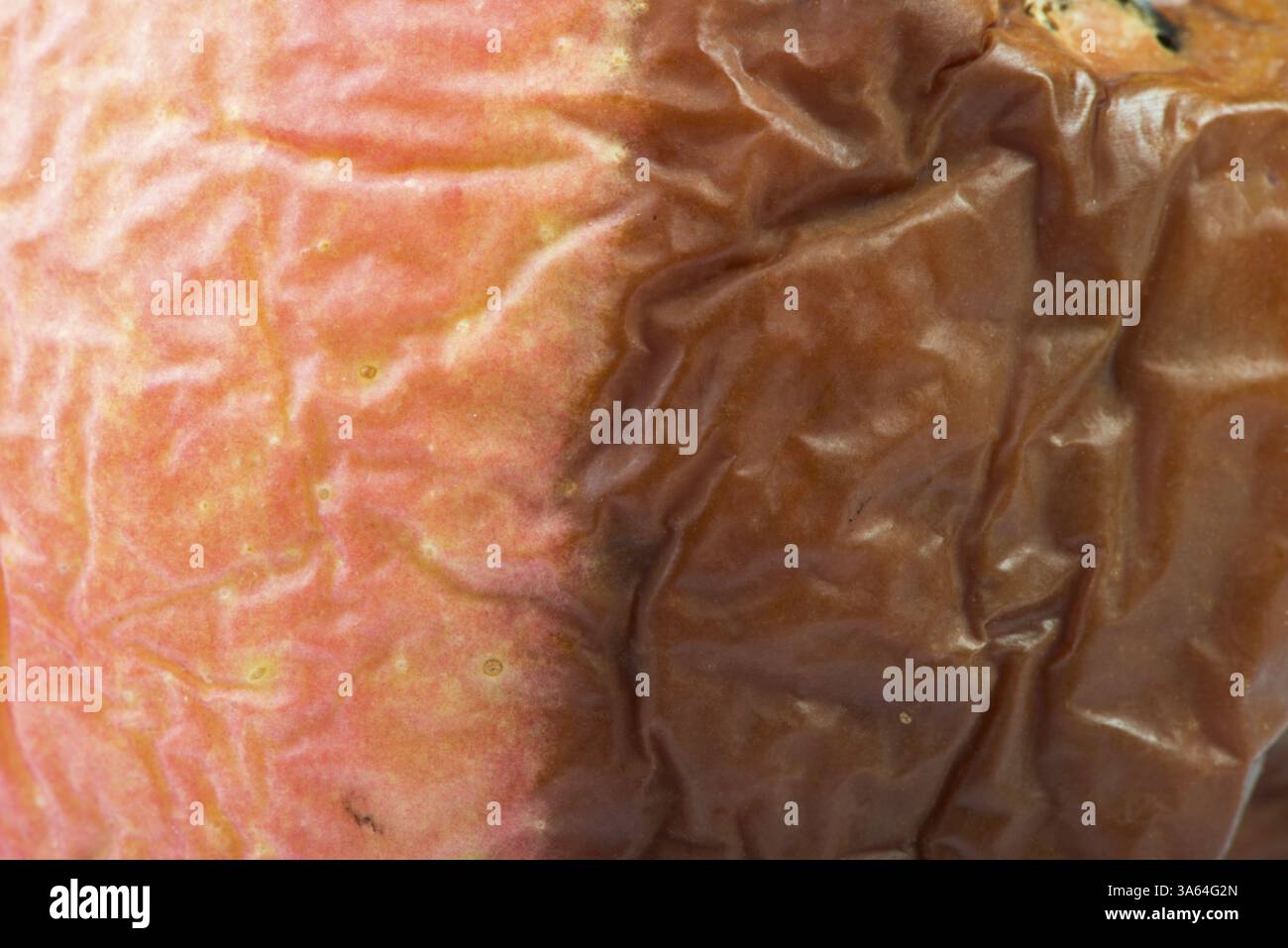 One red rotten apple hi-res stock photography and images - Alamy