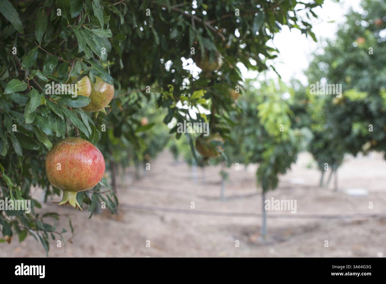 Pomegranate trees with fruits Stock Photo - Alamy