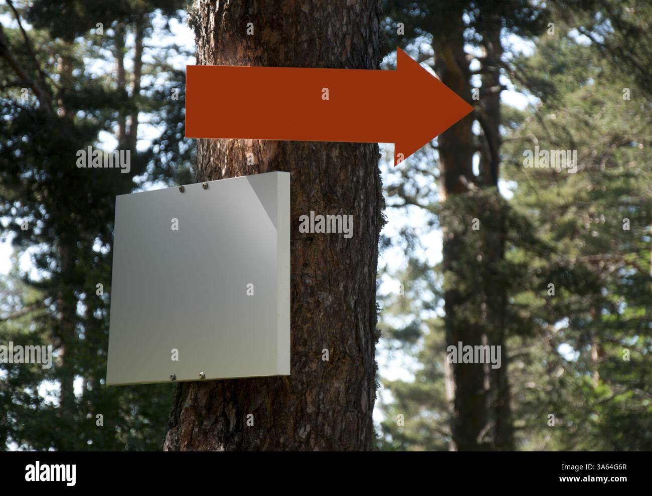 Arrow and sign on tree in forest. Red arrow Stock Photo - Alamy