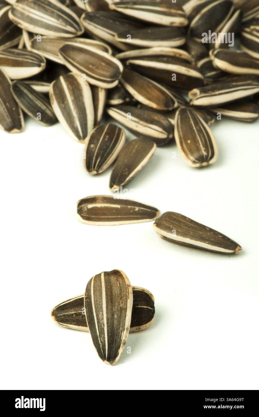 Raw sunflower seeds close up in shells white isolated Stock Photo - Alamy