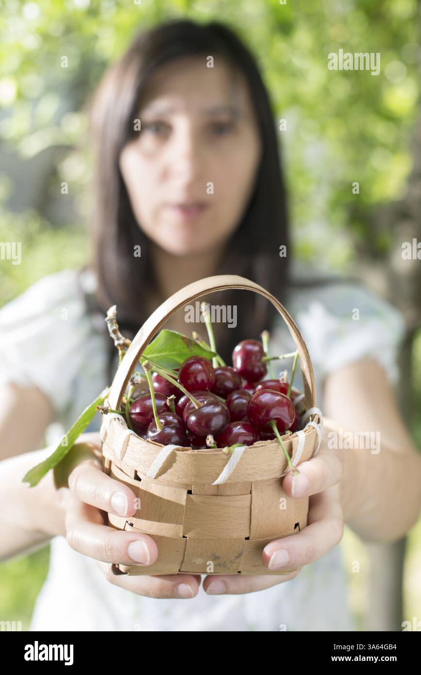 Woman picking cherries with basket in the garden Stock Photo - Alamy