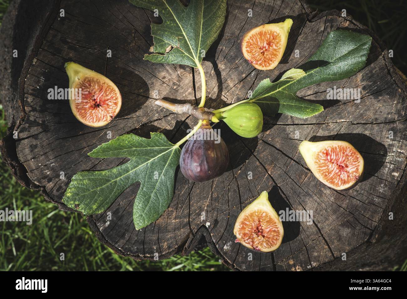 Lights on leaves hi-res stock photography and images - Alamy