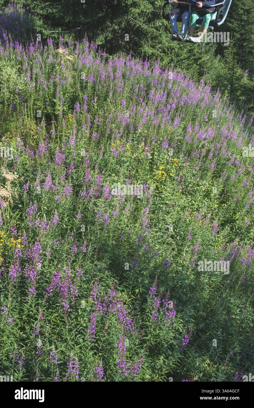 Aerial view forest tree branches hi-res stock photography and images ...