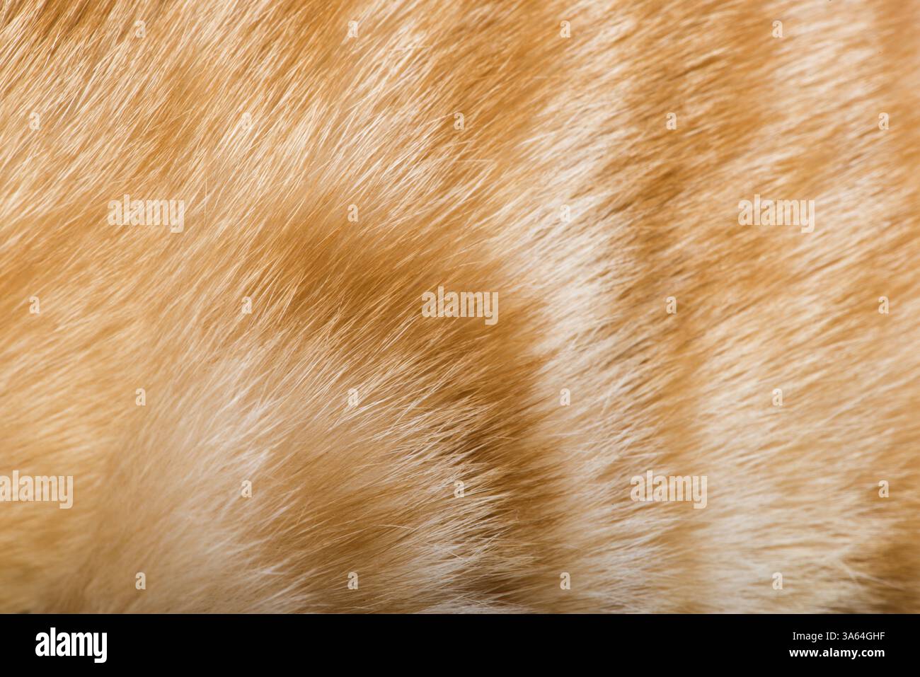 Skin the cat hi-res stock photography and images - Alamy