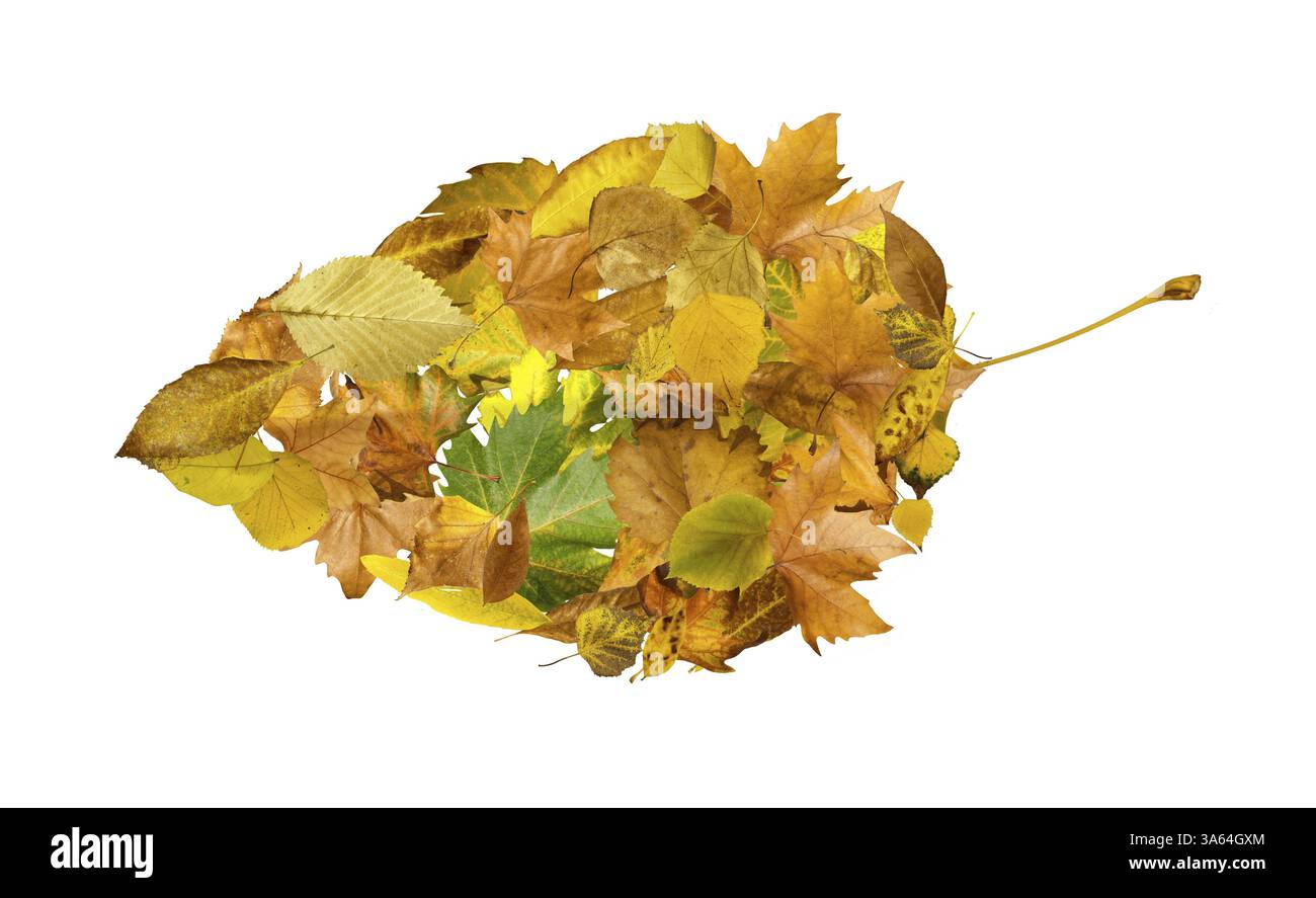 Autumn leaves on empty Cut Out Stock Images & Pictures - Alamy