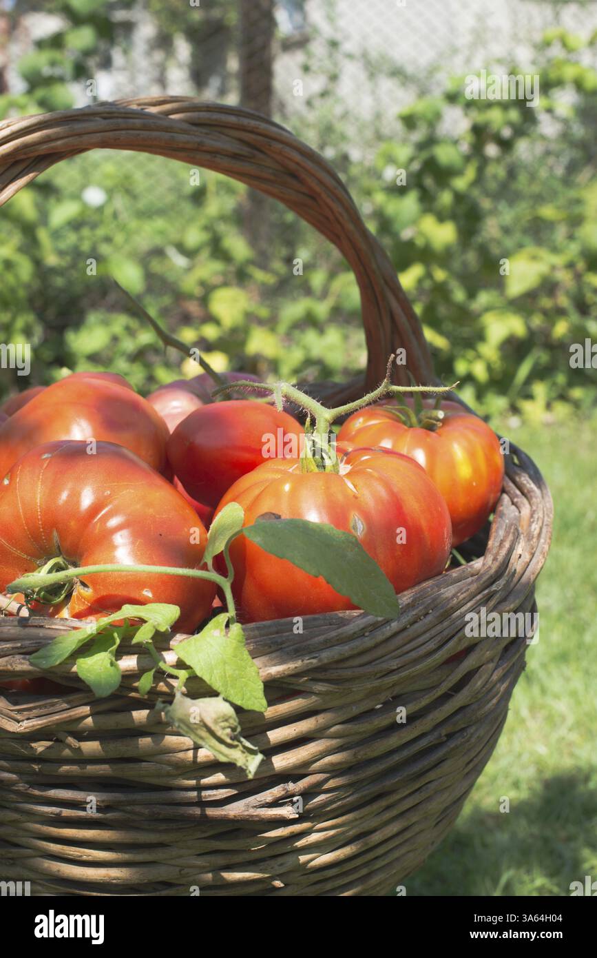 Basket vegetables on grass hi-res stock photography and images - Alamy
