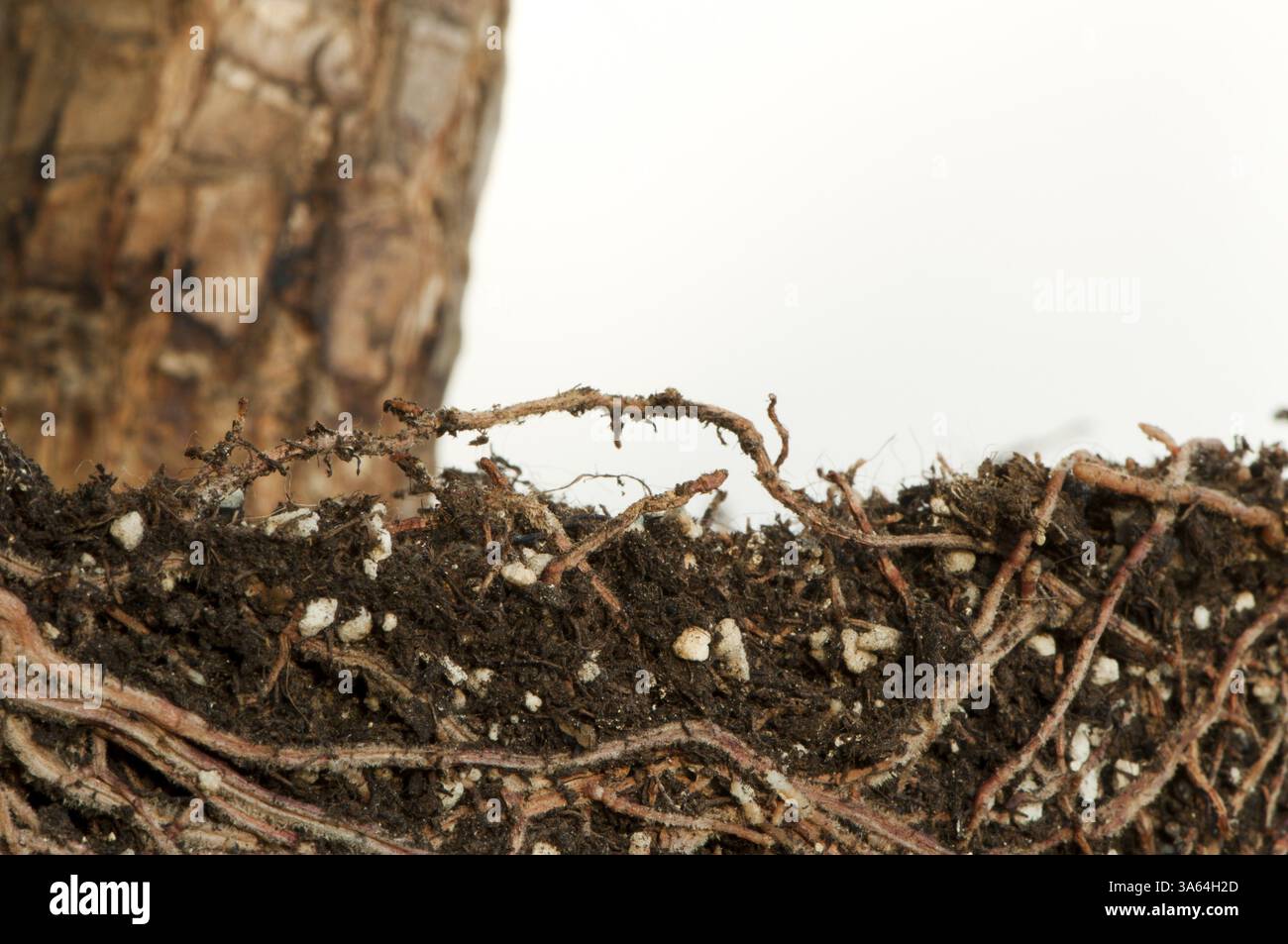 Detailed root systems hi-res stock photography and images - Alamy