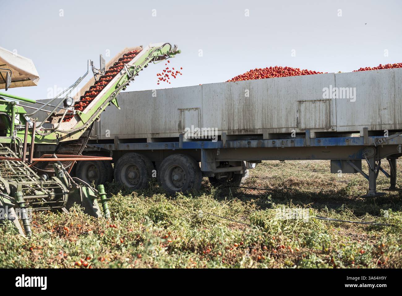 Harvester collects tomatoes in trailer Stock Photo - Alamy