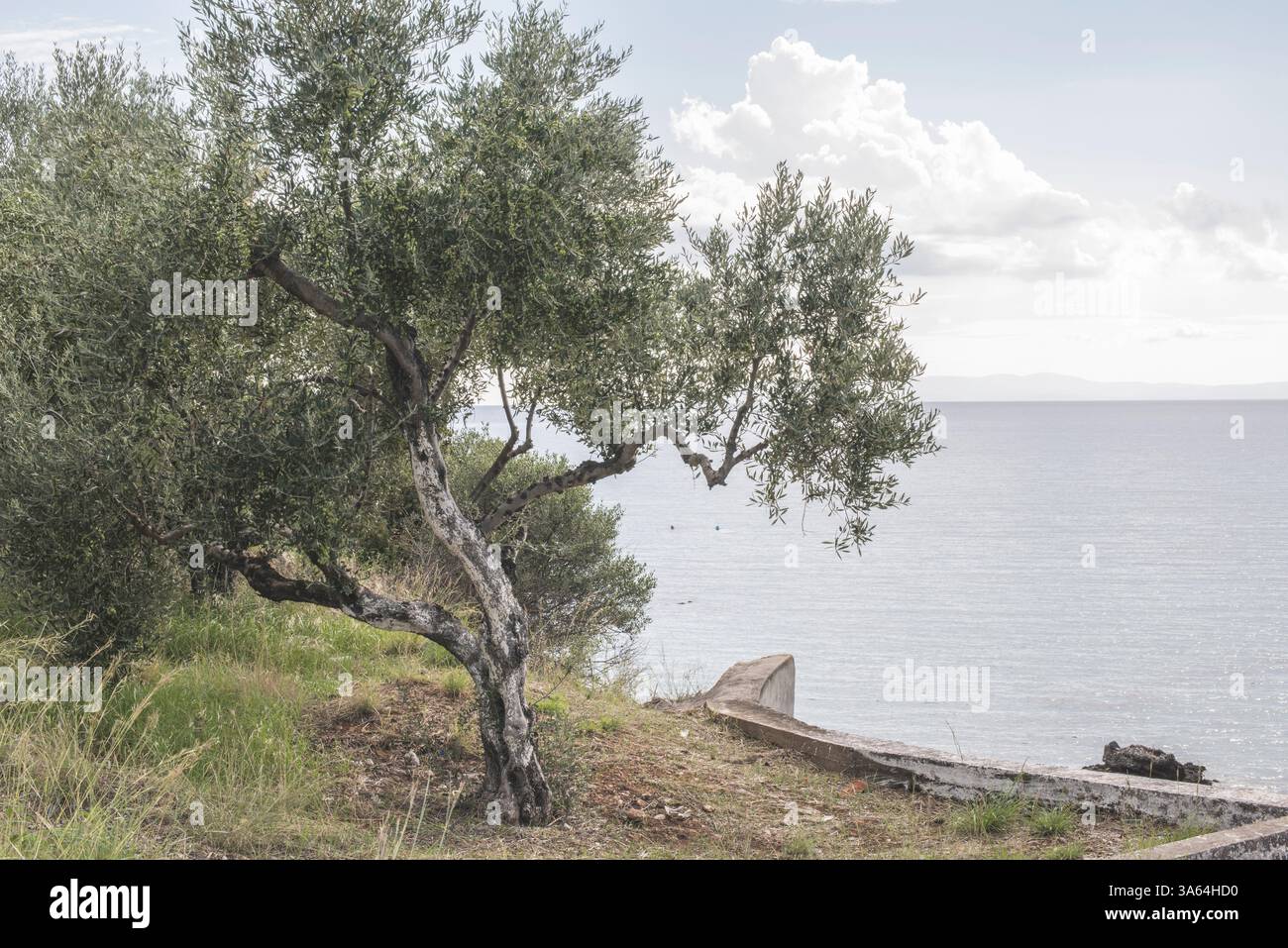 Olive tree on peninsula hi-res stock photography and images - Alamy