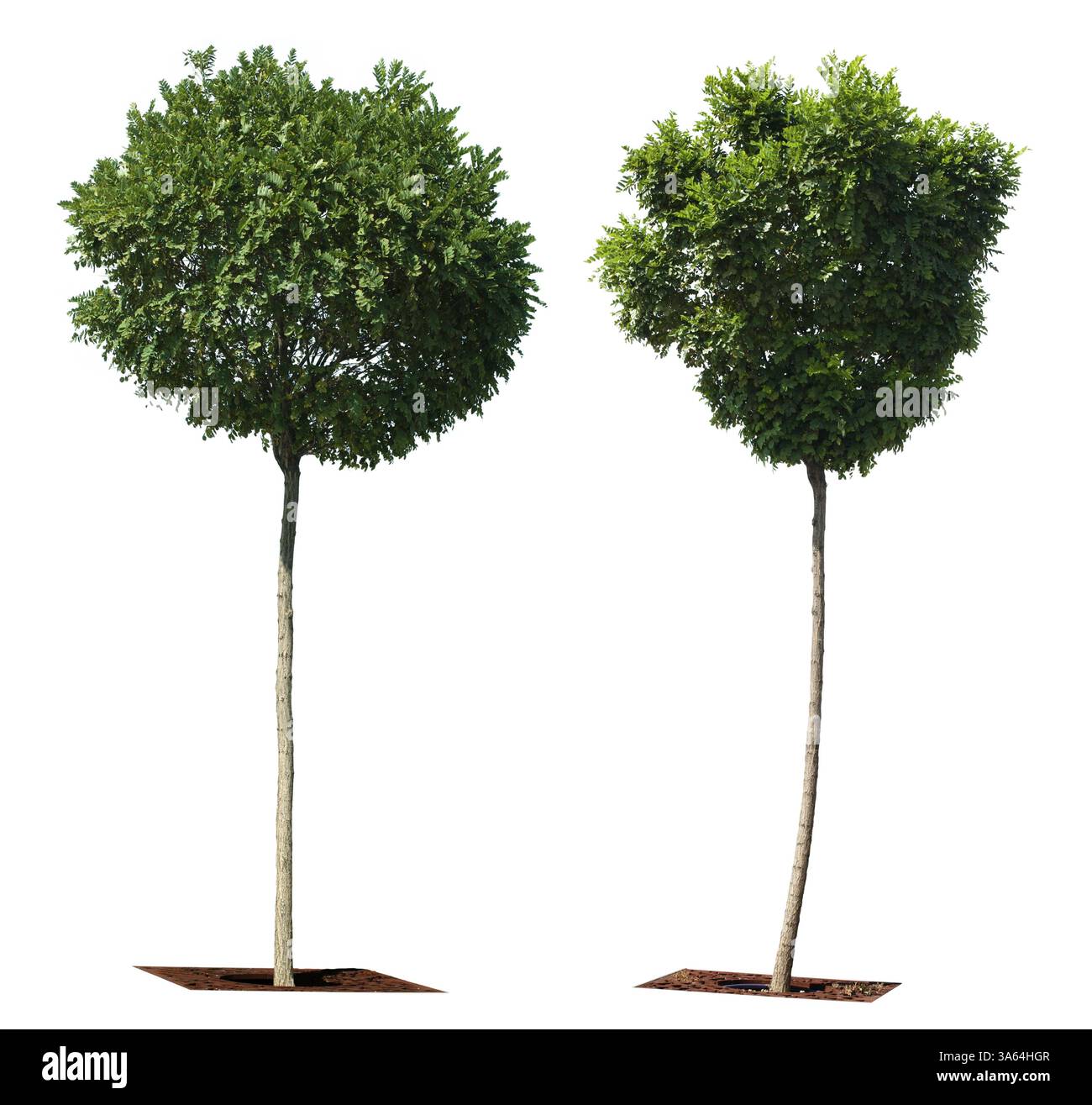 Tree covered plain Cut Out Stock Images & Pictures - Alamy