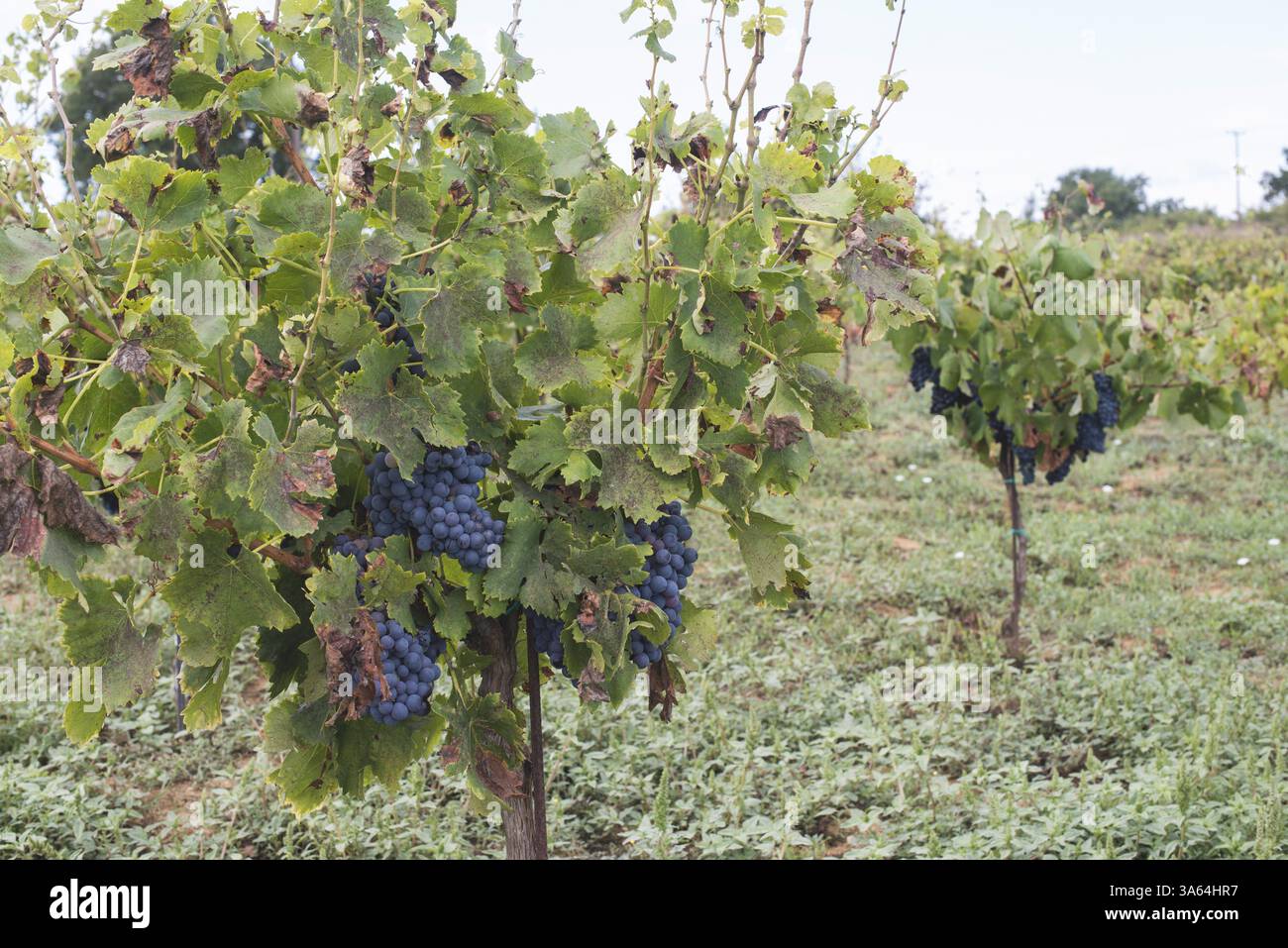 Blue grapes in the array Stock Photo - Alamy
