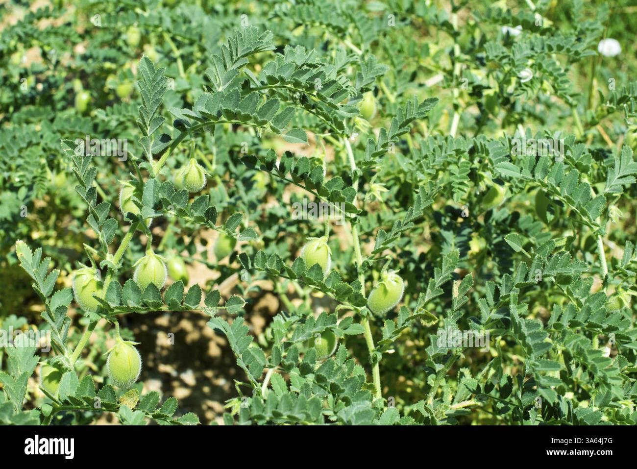Pea plantation hi-res stock photography and images - Alamy