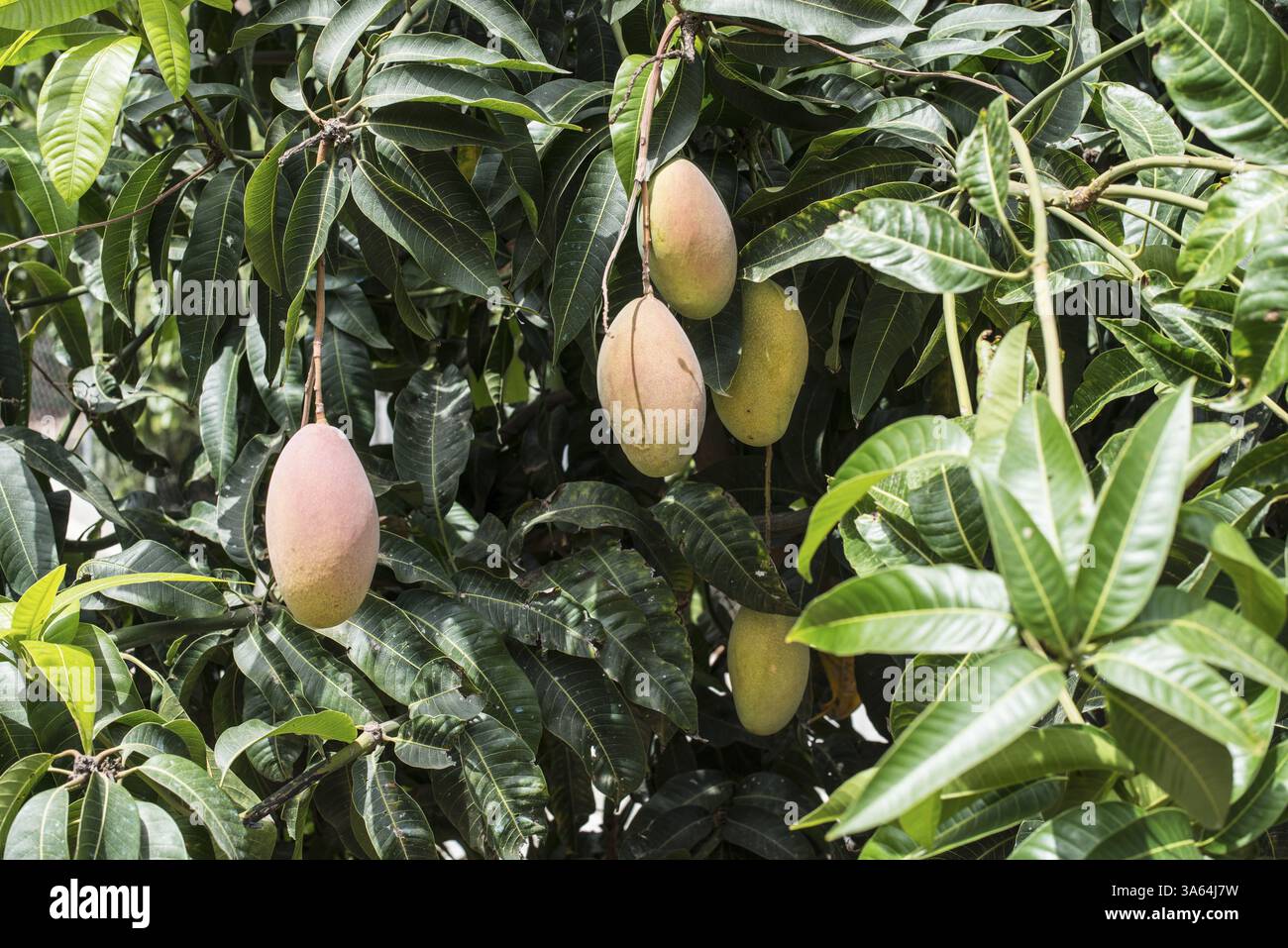 Mangoes on branch close hi-res stock photography and images - Alamy