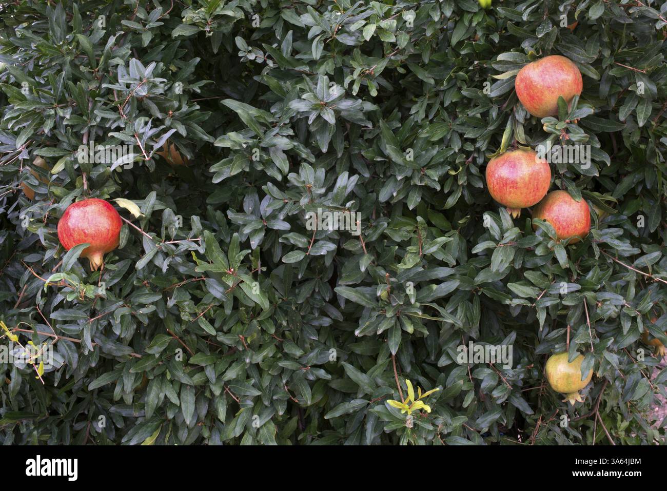 Pomegranate trees with fruits Stock Photo - Alamy