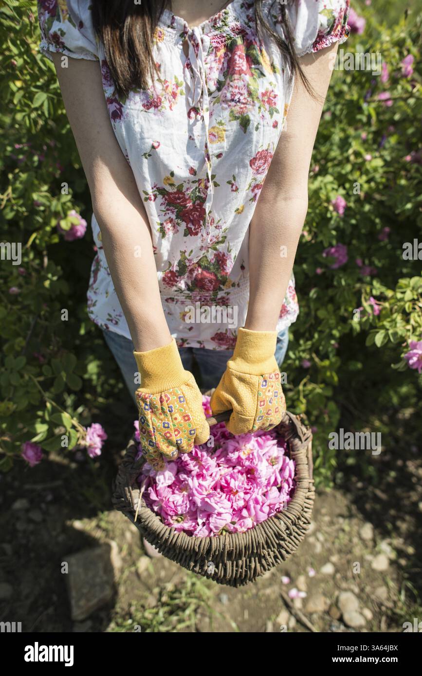 Woman picking color of oilseed roses. Harvest roses Stock Photo - Alamy