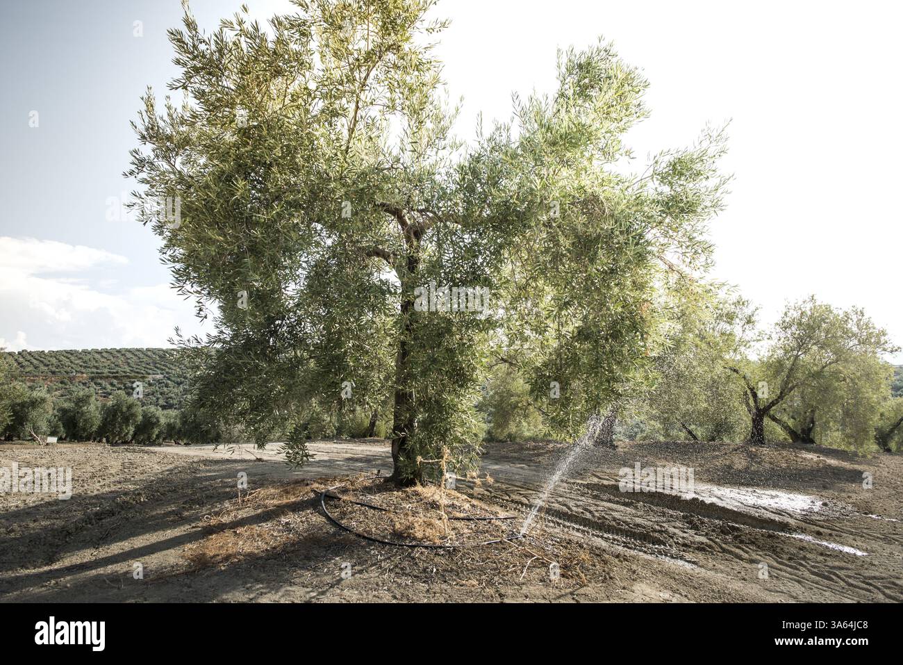 Irrigated olive trees hi-res stock photography and images - Alamy
