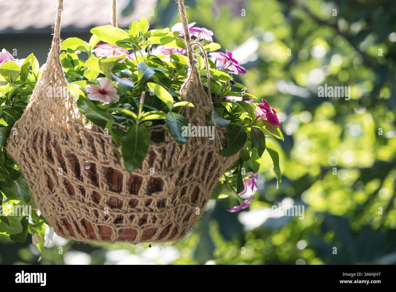 Flowers hanging pot. Sun lights Stock Photo - Alamy