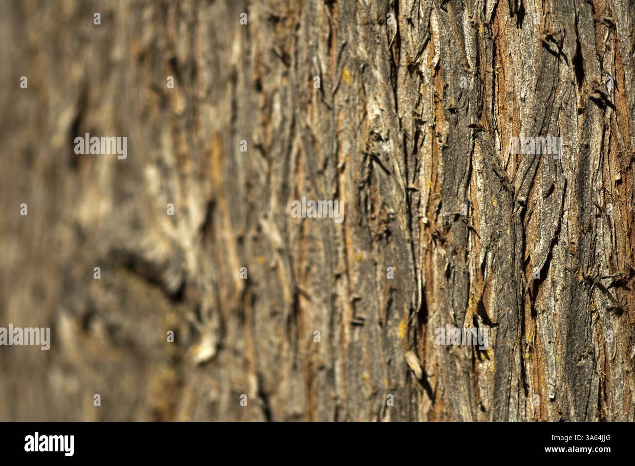 Bark background blurred on on one side Stock Photo - Alamy
