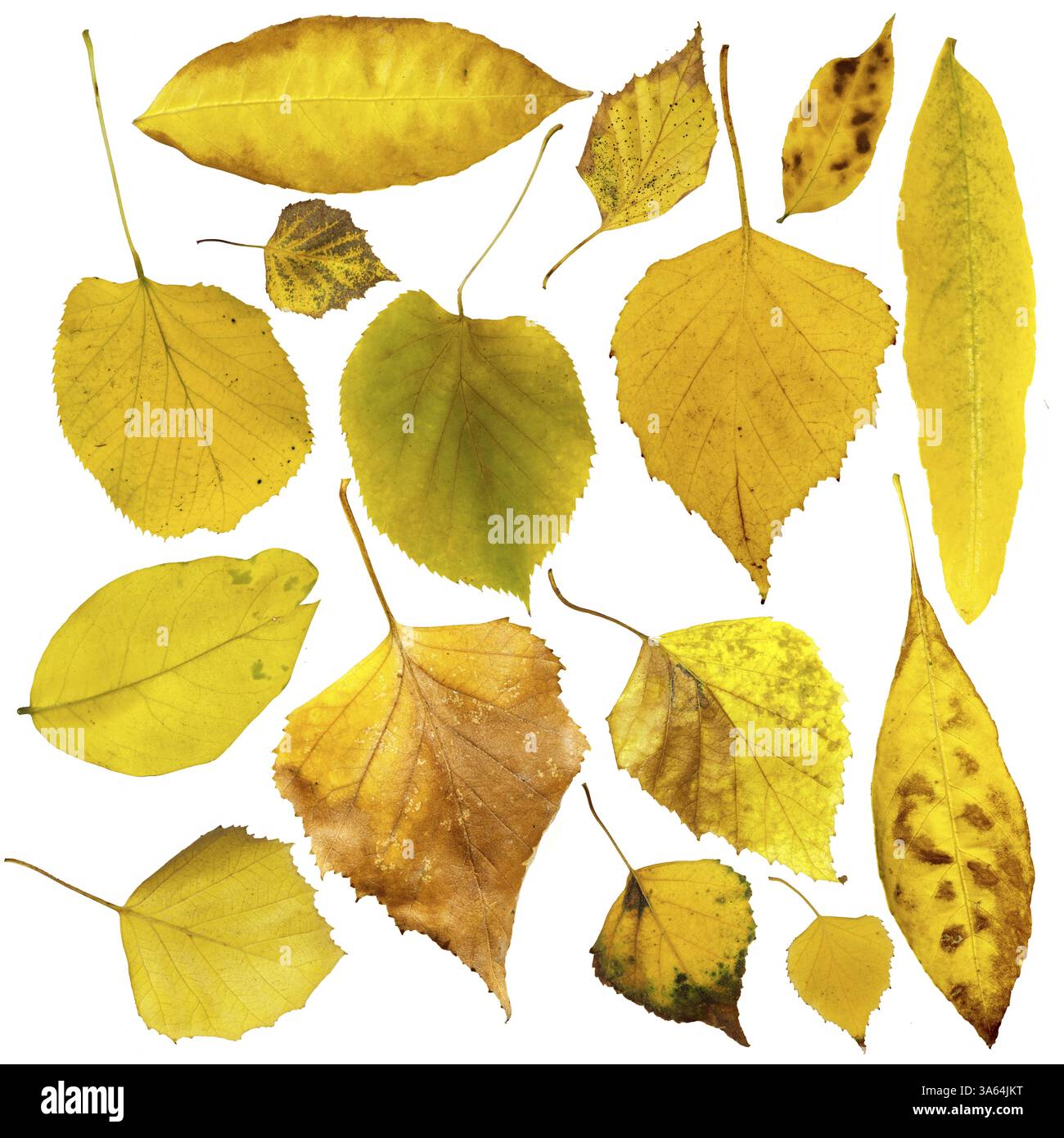 Autumn leaves set. White isolated Stock Photo - Alamy