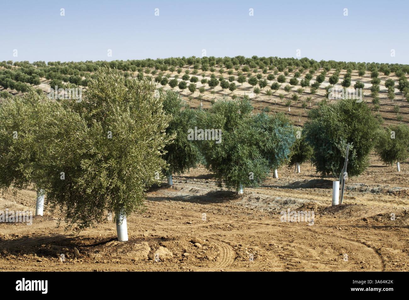 Young olive trees. Newly planted trees in the plantation Stock Photo ...