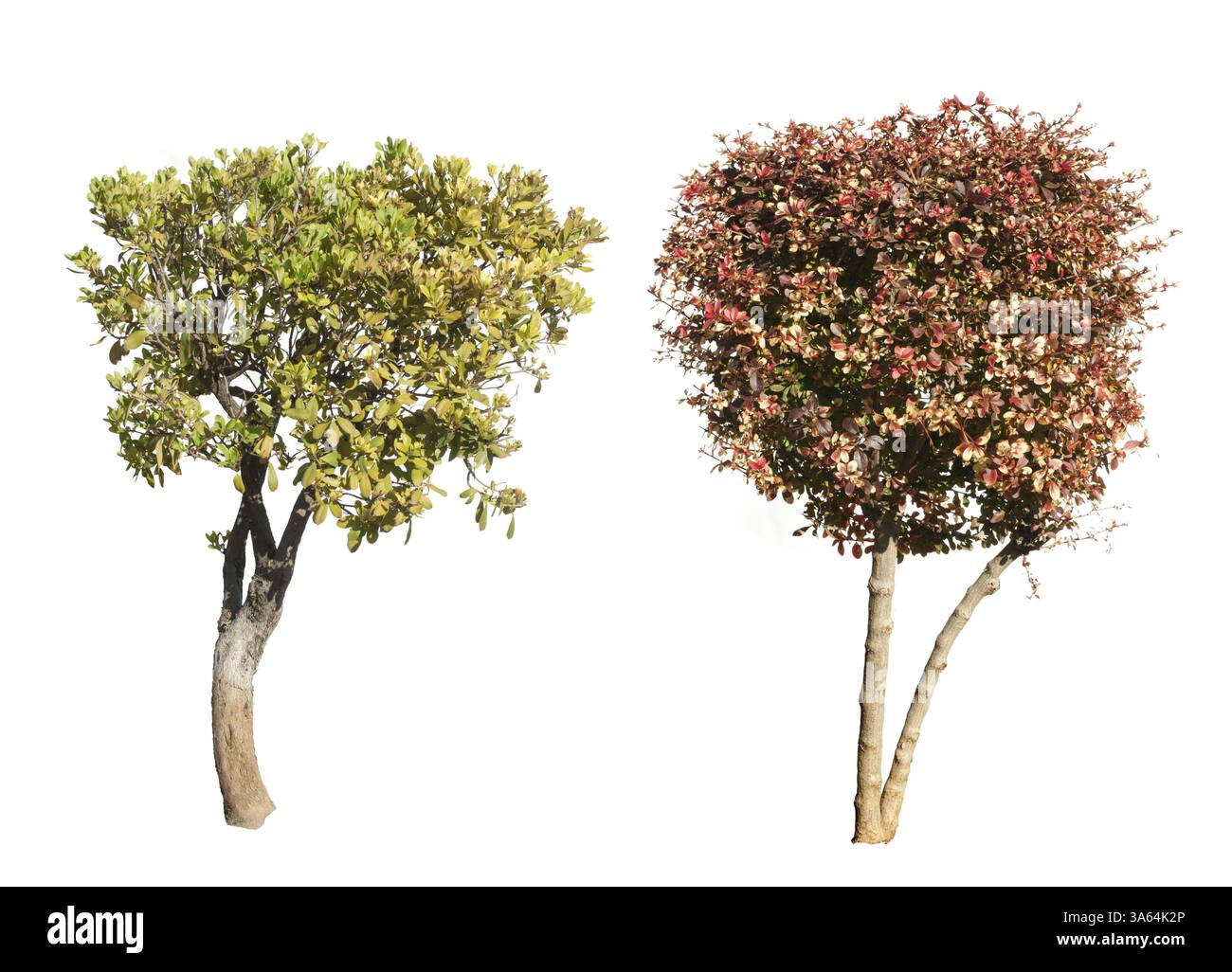 Environmental decor Cut Out Stock Images & Pictures - Alamy