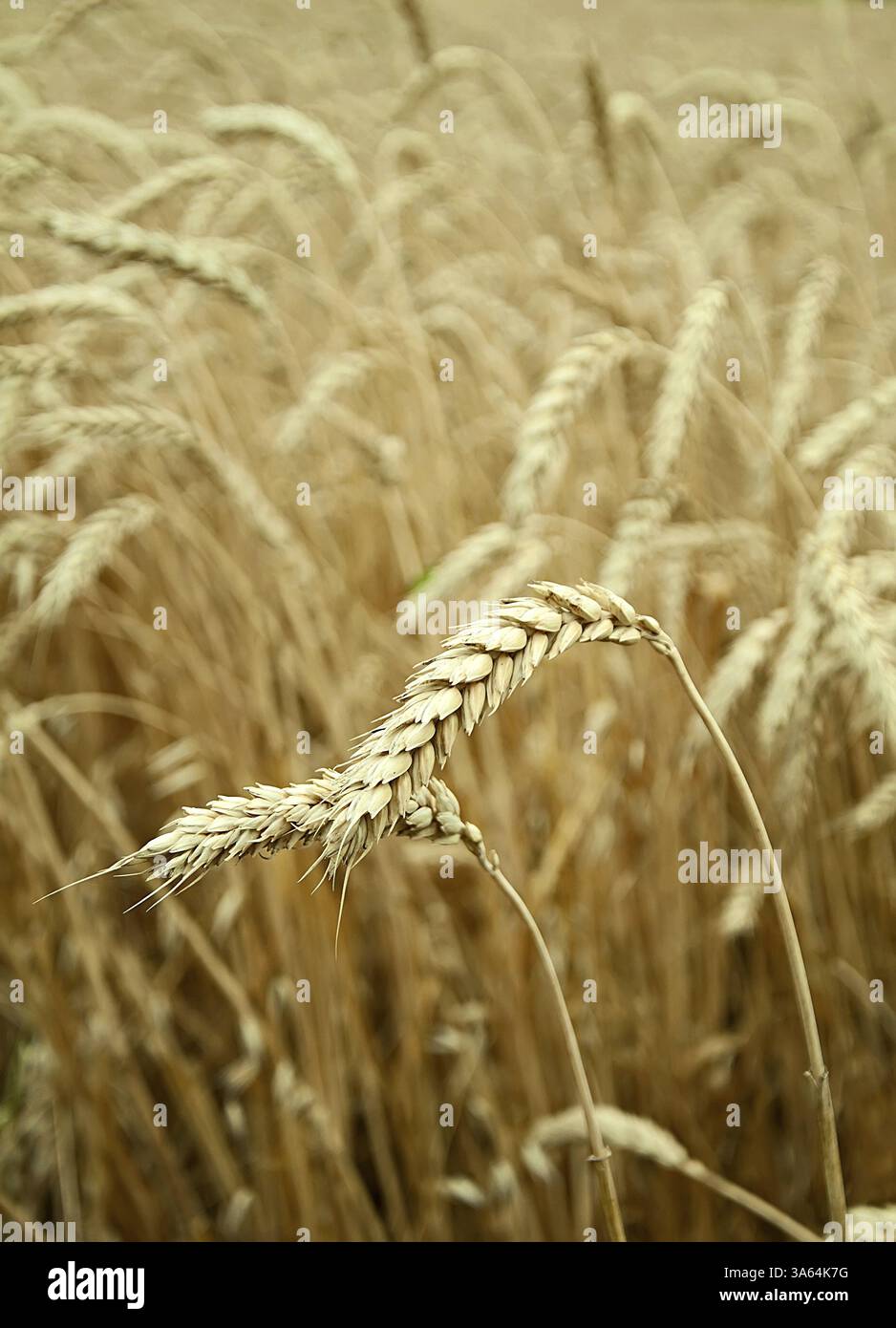 Classes farming hi-res stock photography and images - Alamy