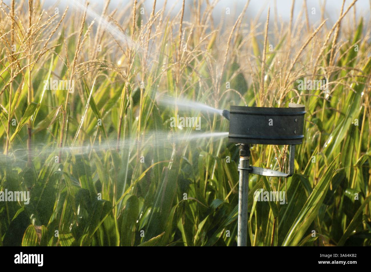Watering the corn plantation. Irrigation close up Stock Photo - Alamy