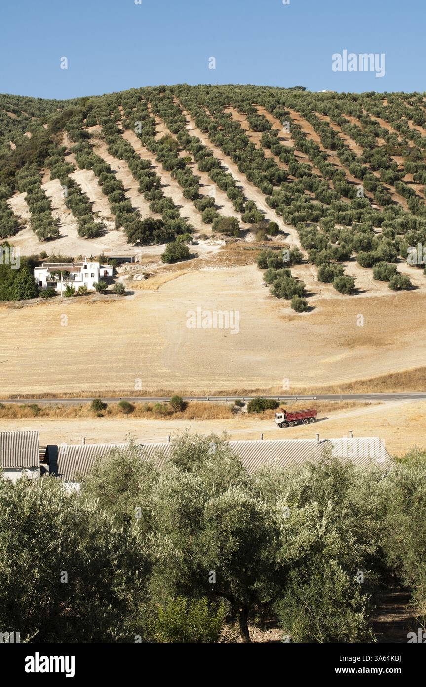 Olive trees in plantation. Rows of trees Stock Photo - Alamy