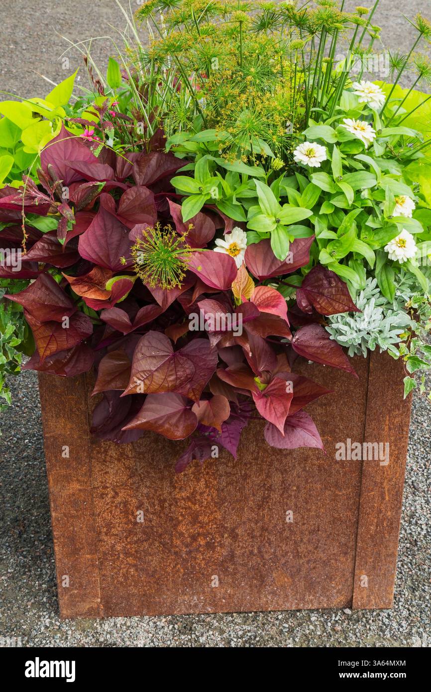 Mixed plants including Ipomoea 'Sweet Caroline' - Red Sweet Potato Vine ...