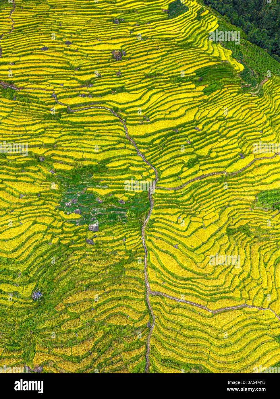 Longji Rice Terraces in Longsheng, or called Longsheng Rice Terraces ...